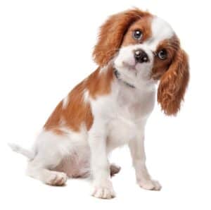 Potty training your Cavalier: Groom regularly, clean up accidents