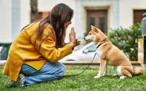Training games: Use fun to boost your dog's skills, obedience