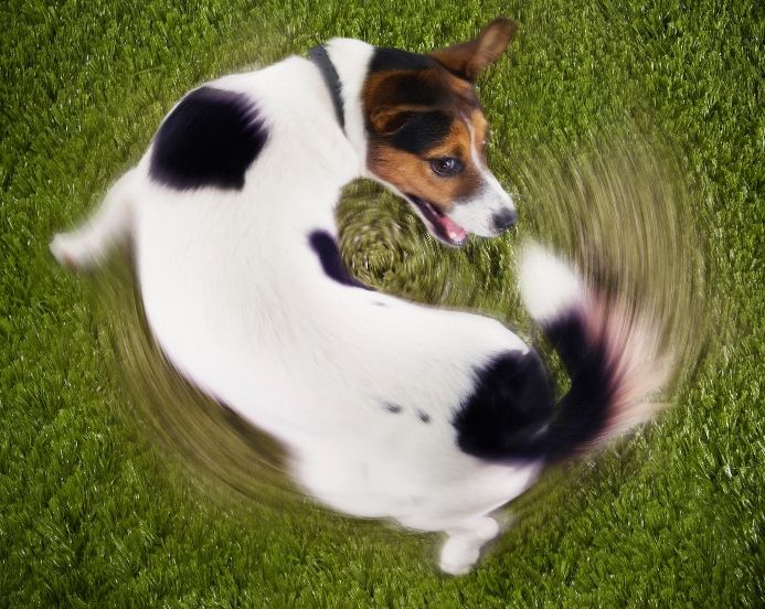 Dog tail types: Decode your pup’s pedigree with tail analysis