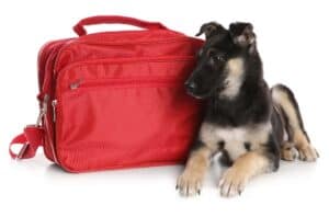 Dog emergency kit: Essential supplies to protect your pet in a crisis