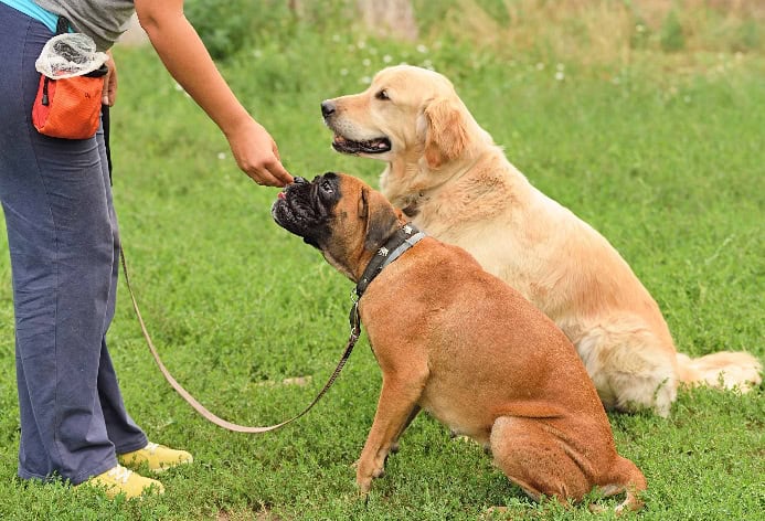 Reactive Dog Training Trainer Tips That Actually Work