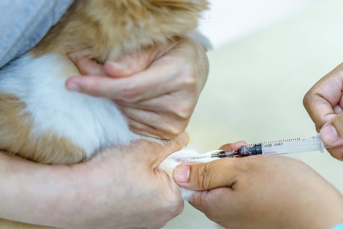 Understand dog blood work: Essential guide to reading lab reports