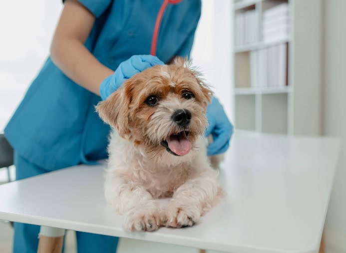 Understand dog blood work: Essential guide to reading lab reports