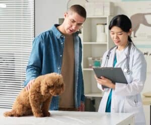 Understand dog blood work: Essential guide to reading lab reports