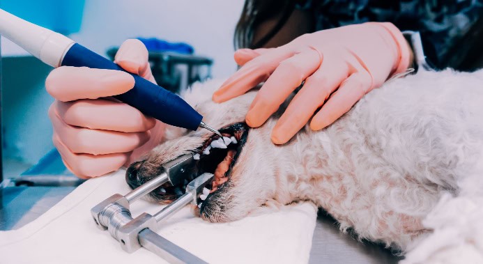 Dog dental health: Simple habits for healthier teeth