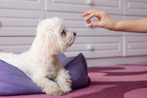 Parasite prevention methods that work